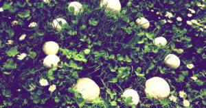 Introduction to Faery & Celtic Witchcraft - ToSalem