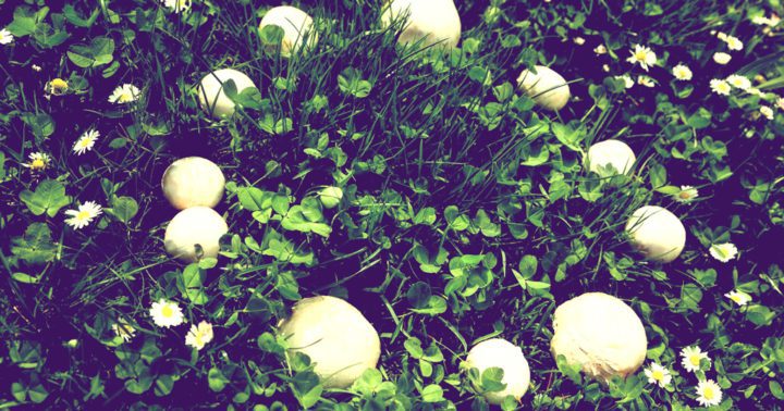 Introduction to Faery & Celtic Witchcraft - ToSalem