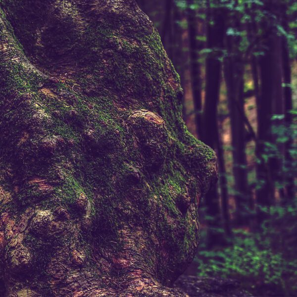 What is Neo Druidism? Druid Ancestry, Magick, & Celtic History